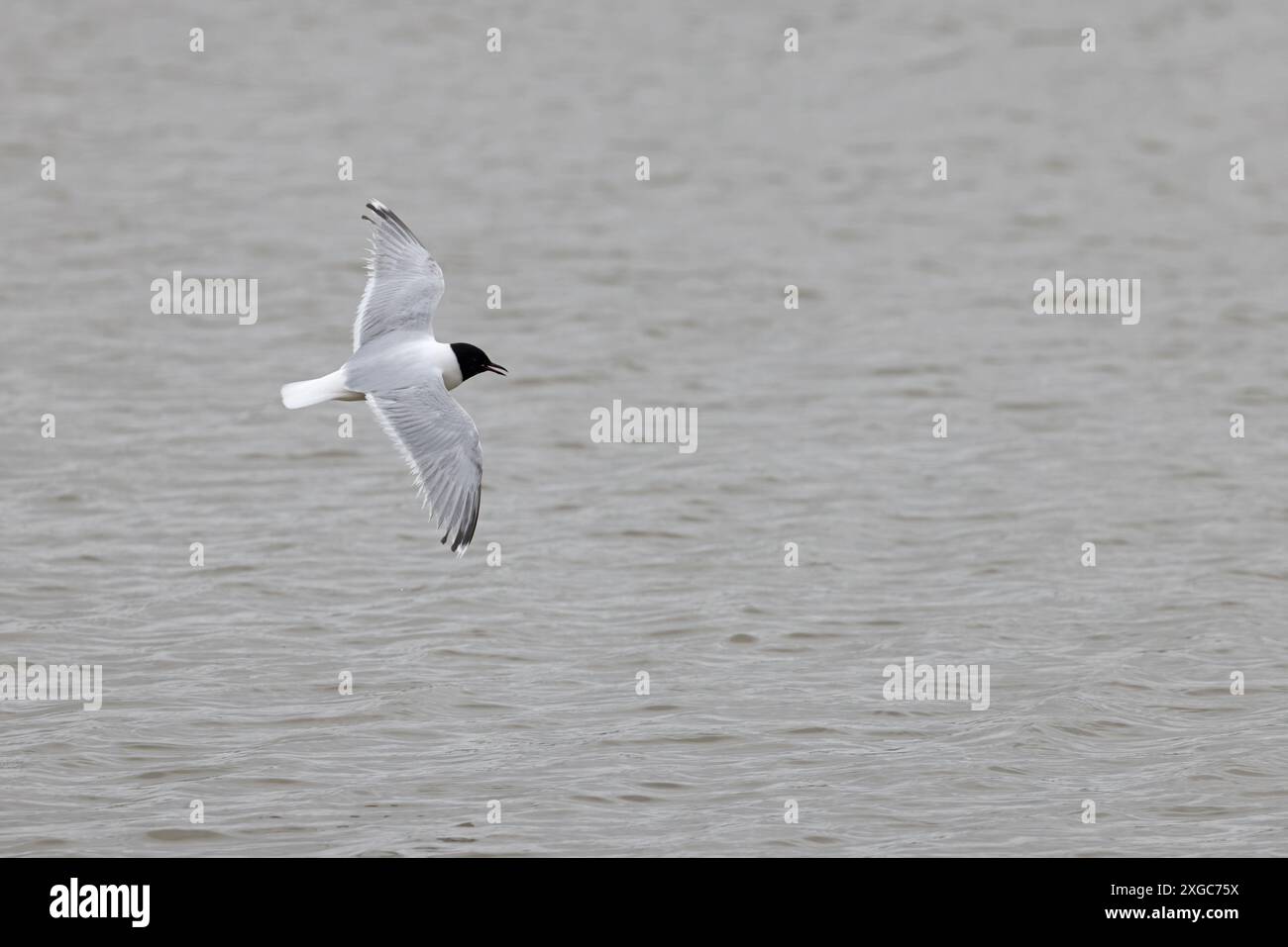 Little Gull (Larus minutus) second summer plumage sub-adult Frampton ...