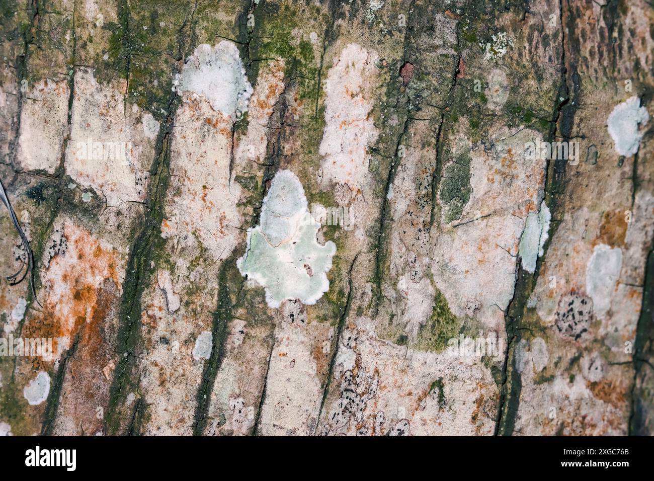 Texture of coconut tree bark Stock Photo - Alamy