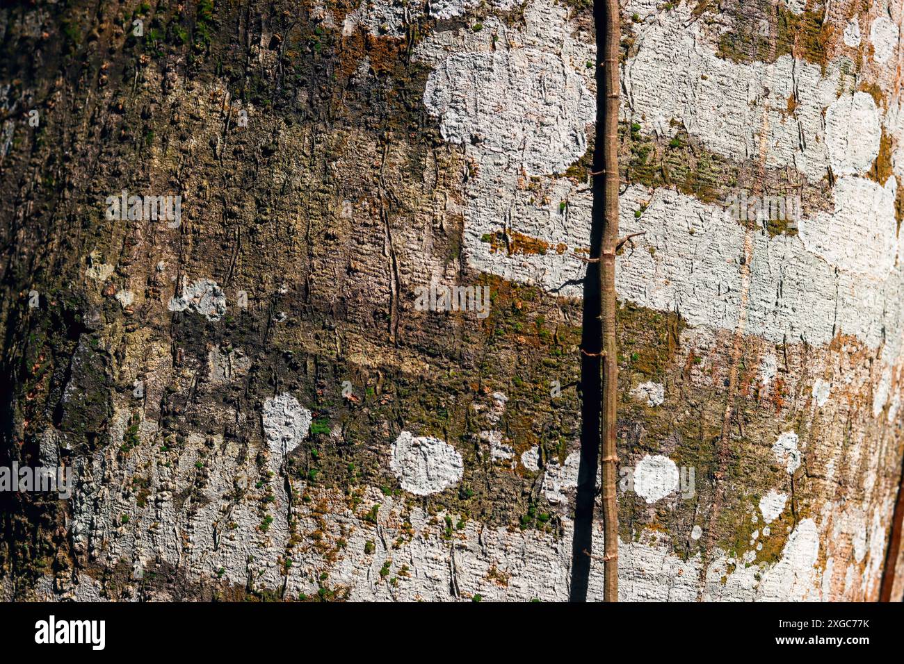 Tamarind tree bark texture Stock Photo - Alamy