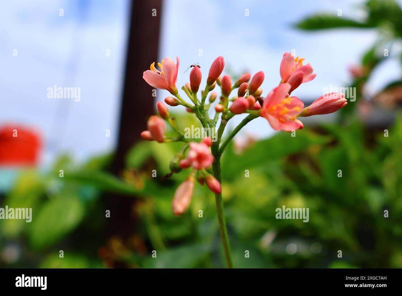 Blush flowers hi-res stock photography and images - Alamy