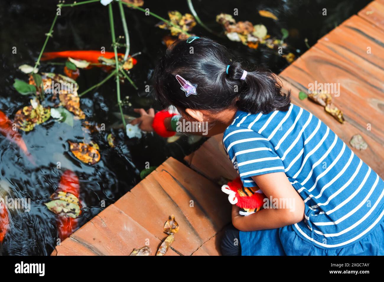 Little girl is playing with KOI fish on the edge of the fish pond Stock ...