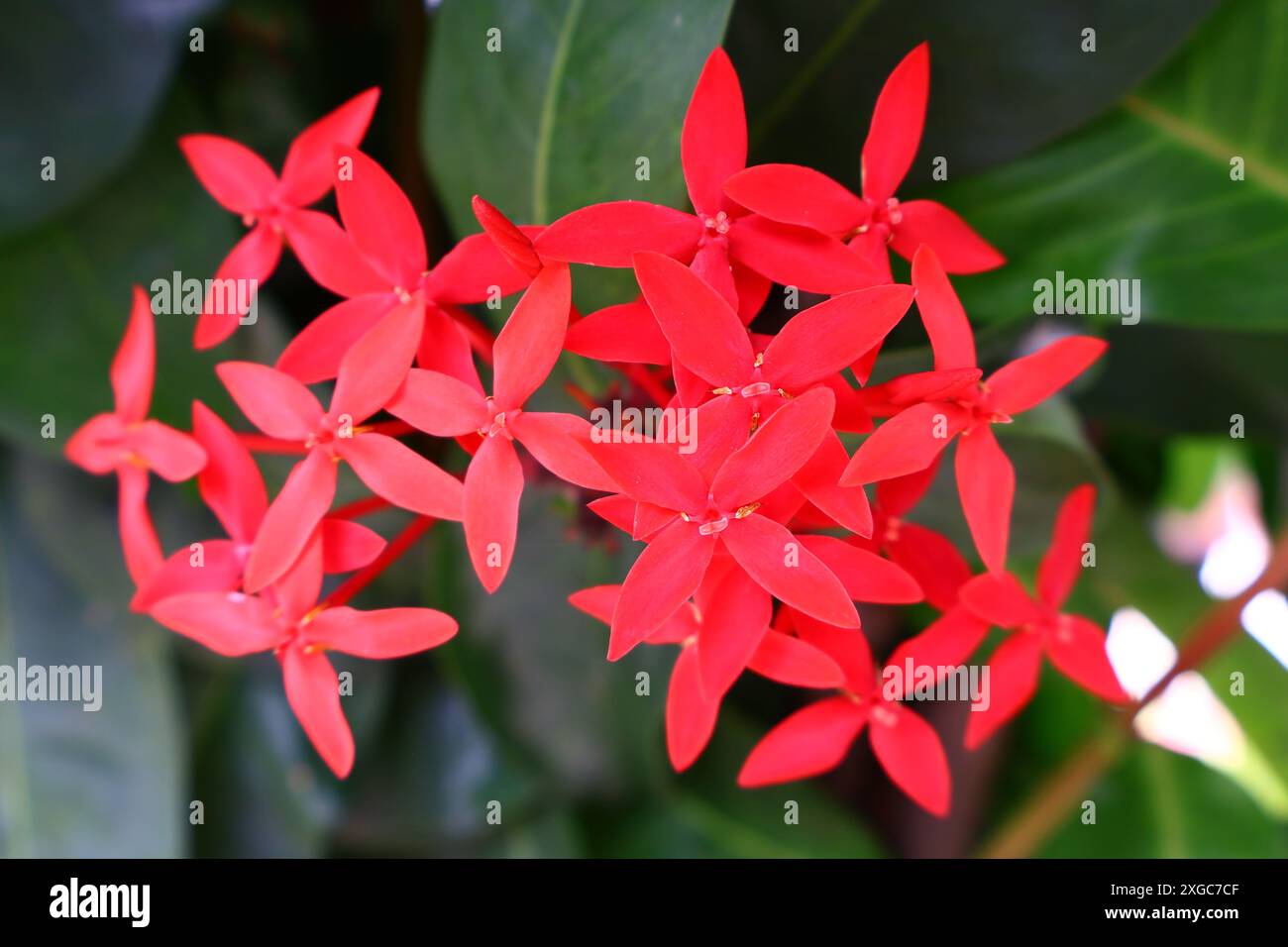 Garden red tail little hi-res stock photography and images - Alamy