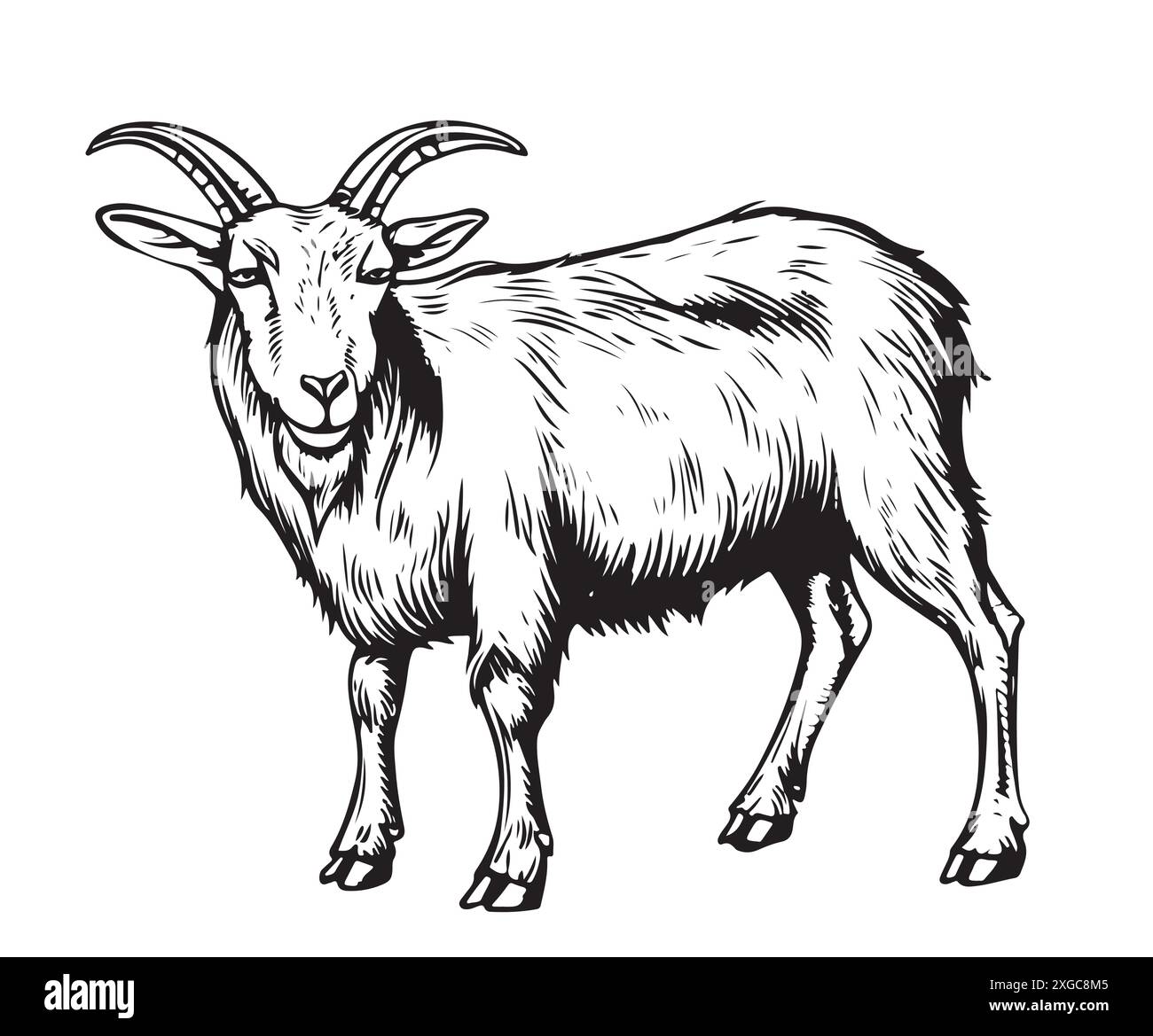 Goat farm animal hand drawn engraving sketch Vector illustration Stock Vector Image & Art - Alamy