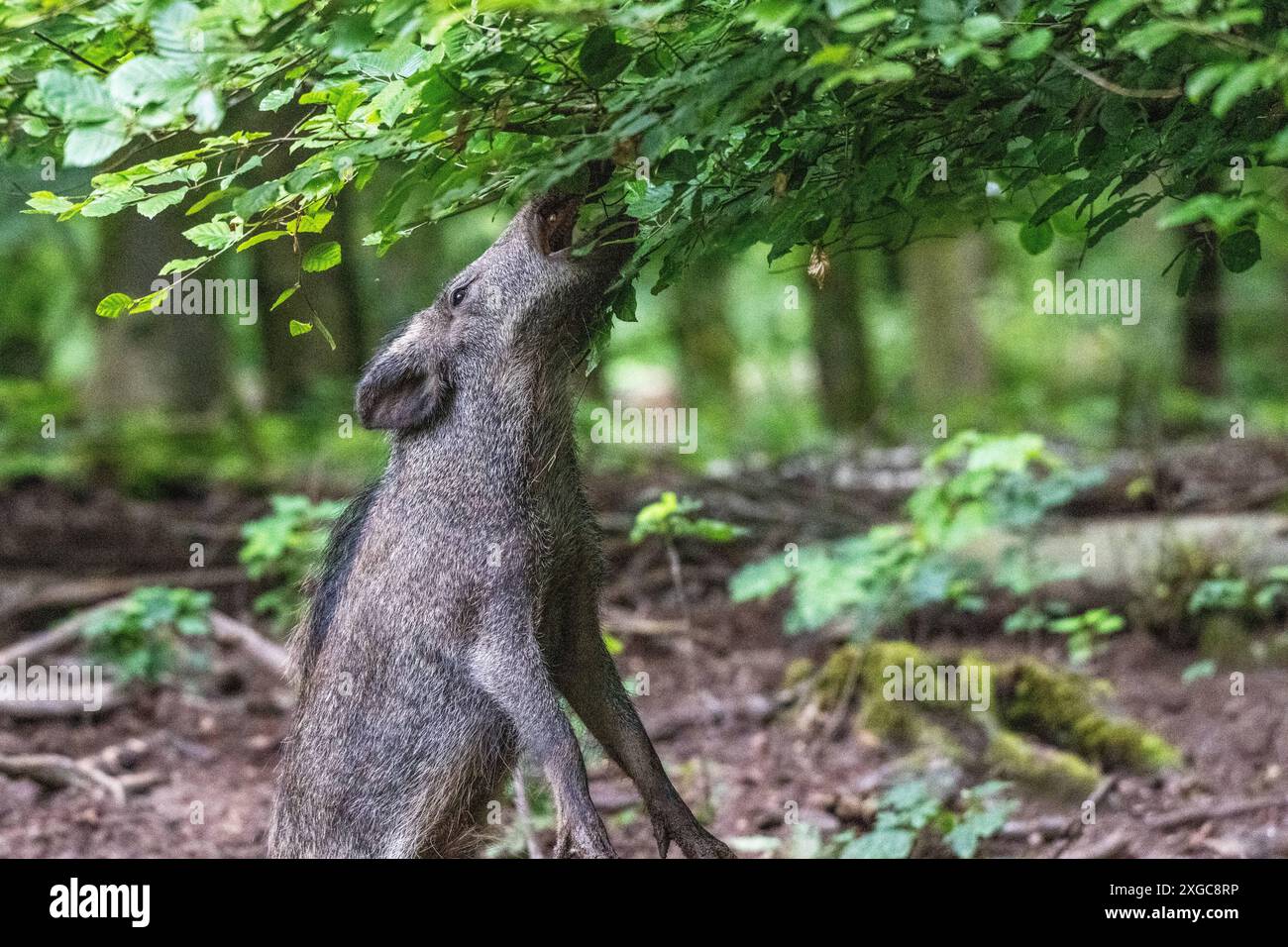 Wildschwein Frischling bei der Futtersuche Allgaeu Deutschland *** Wild ...