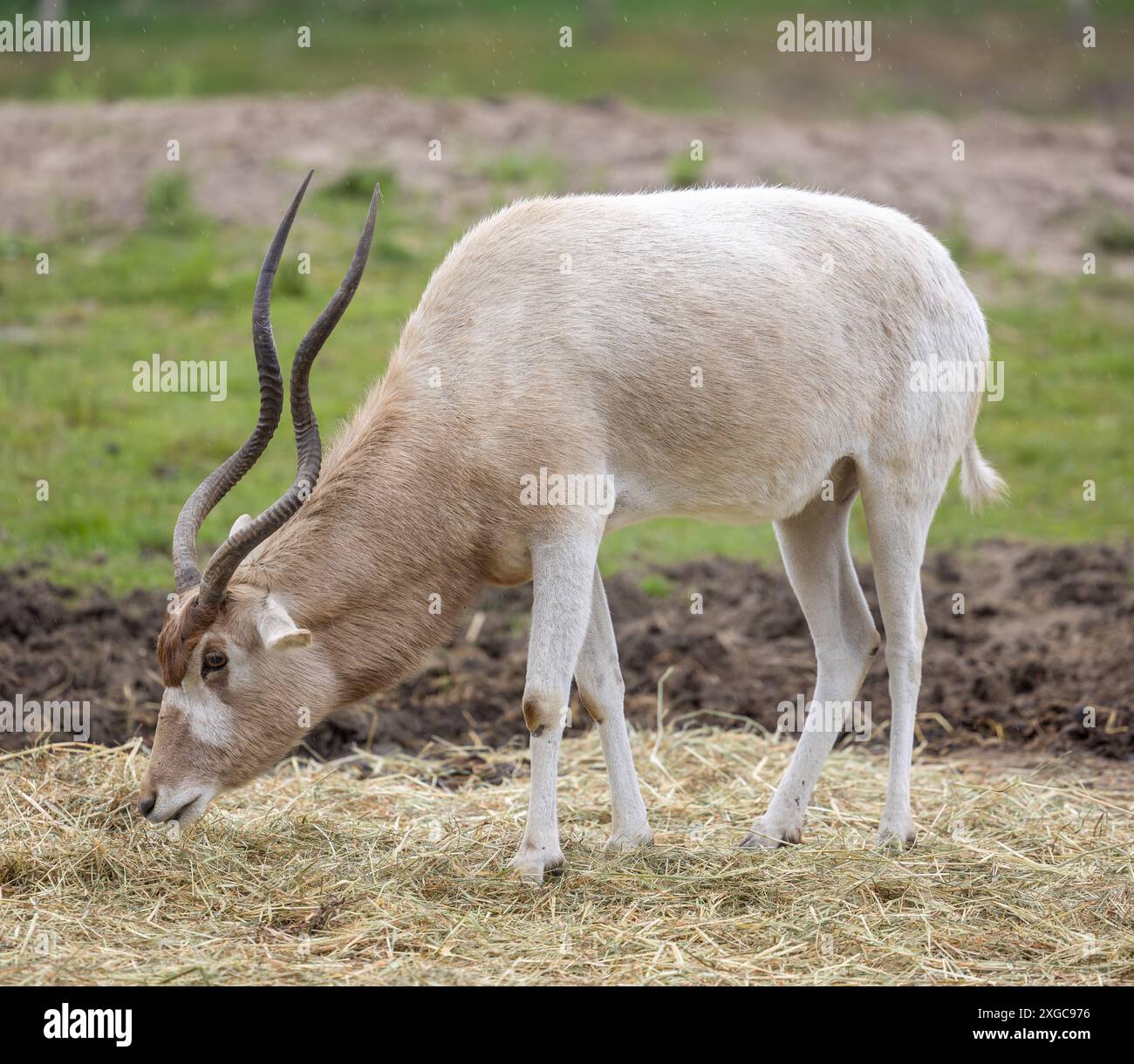 A close-up view of an addax antelope grazing Stock Photo - Alamy