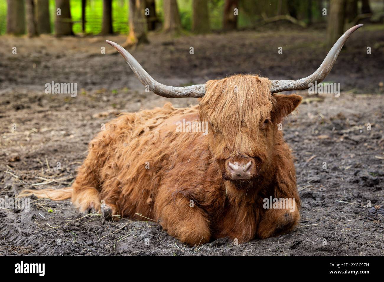 A Highland cow with long horns and shaggy brown coat lying on muddy ...