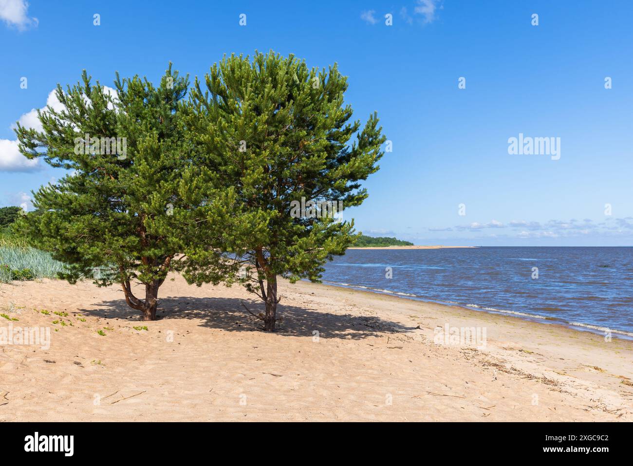 Pine tree growing on beach hi-res stock photography and images - Alamy