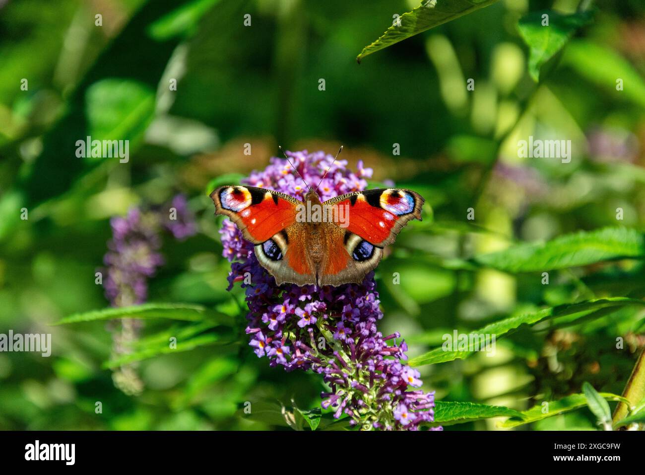Peacock Butterfly, Nymphalid, England, UK Stock Photo - Alamy