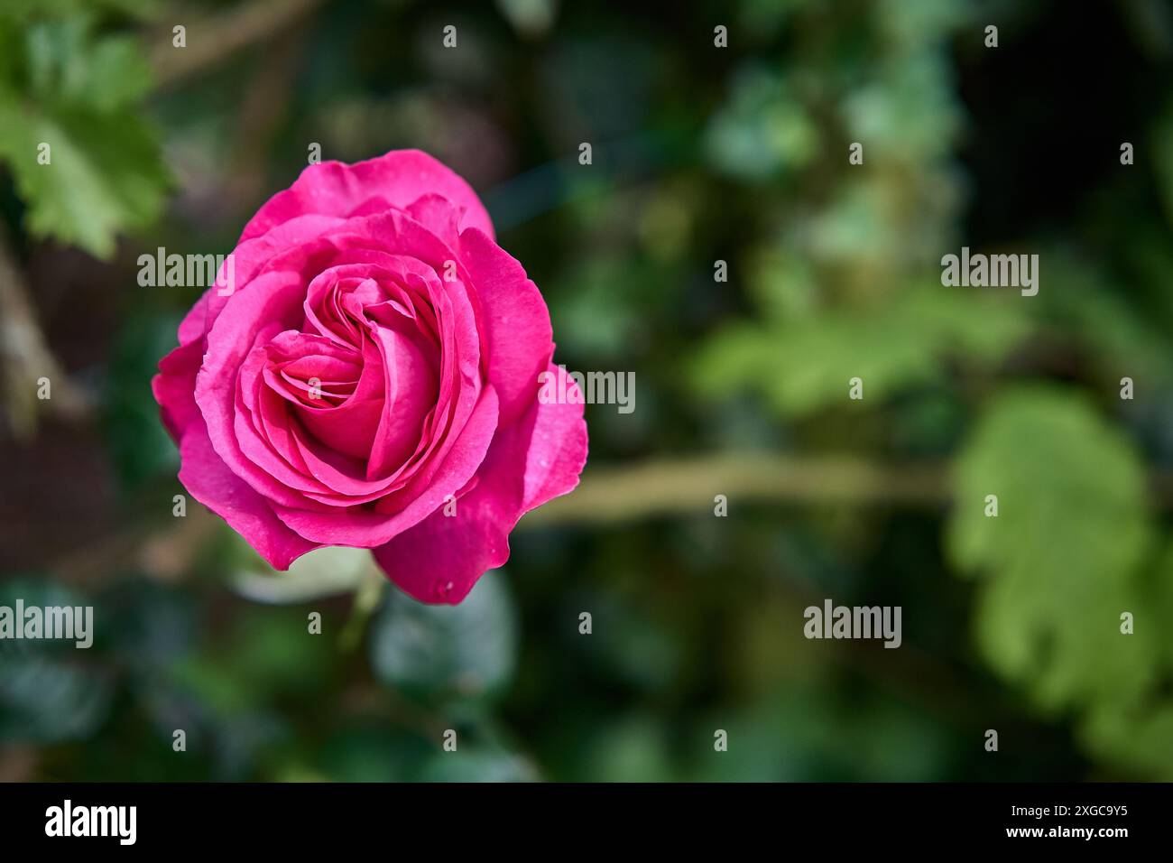 Garden flower rose plant france hi-res stock photography and images - Alamy