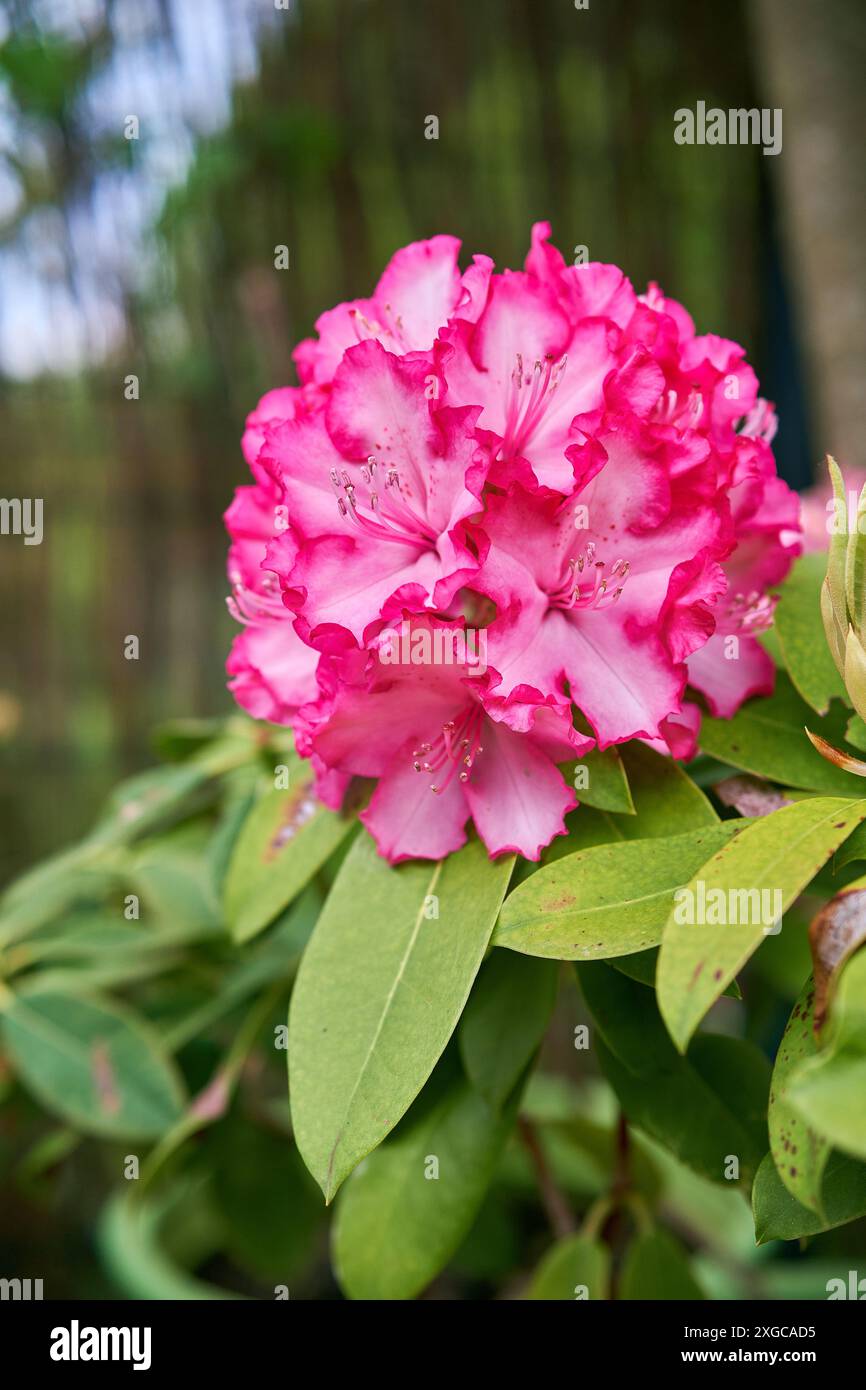 Pontic group hi-res stock photography and images - Alamy