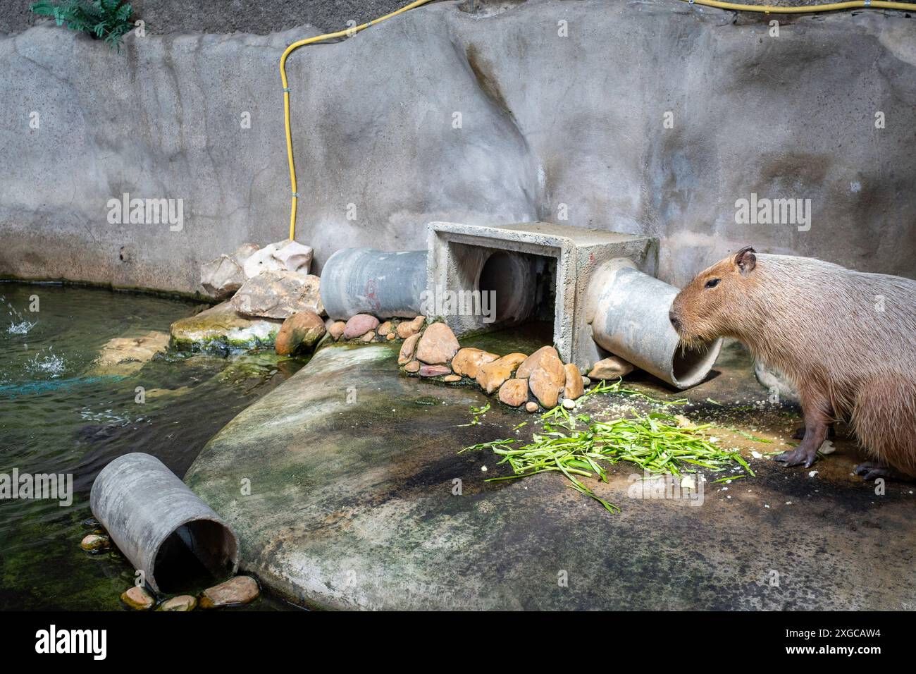 A capybara is seen inside its cage and living area, at Pata Zoo, in ...