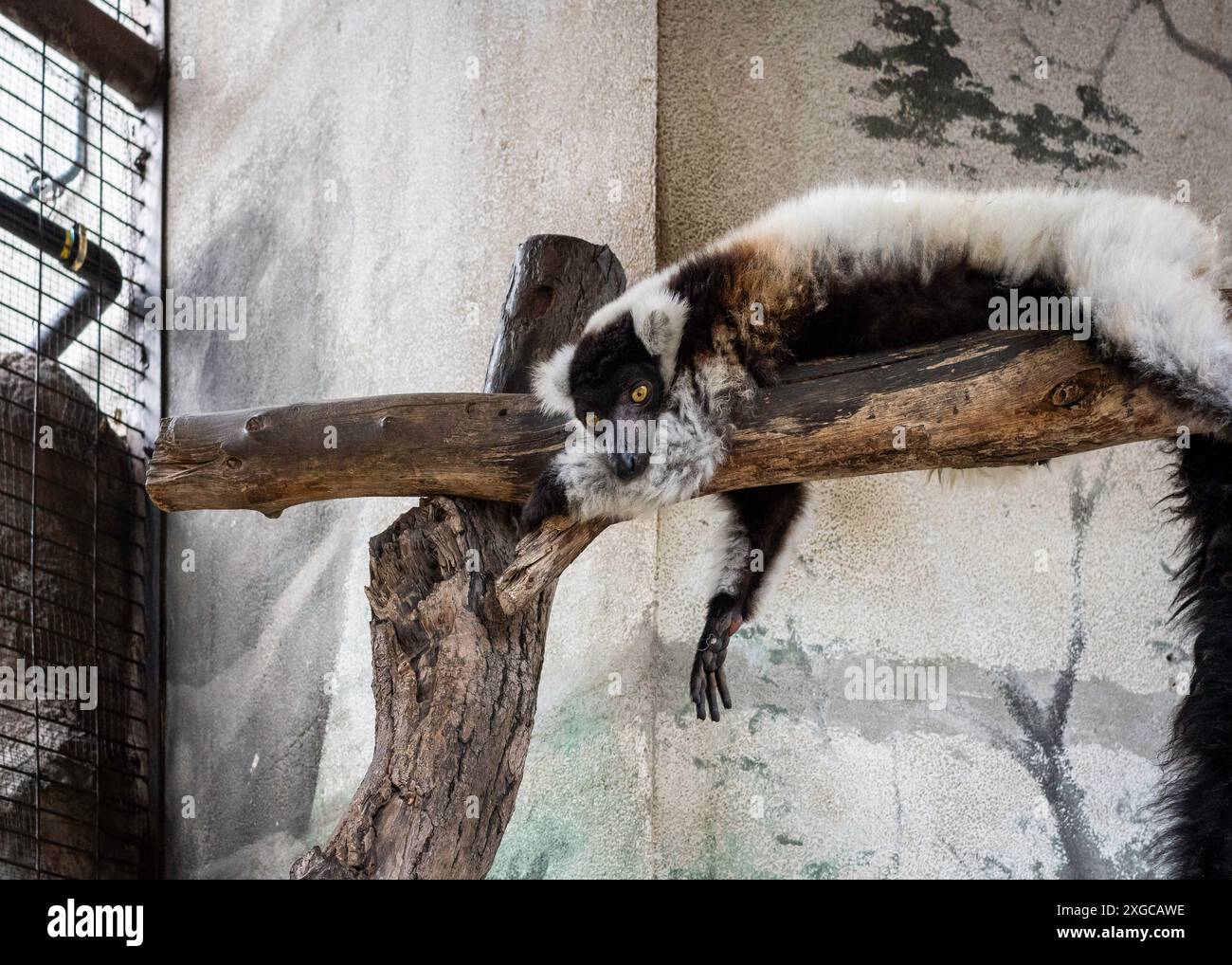 A lemur is seen inside its cage and living area, at Pata Zoo, in Pata ...