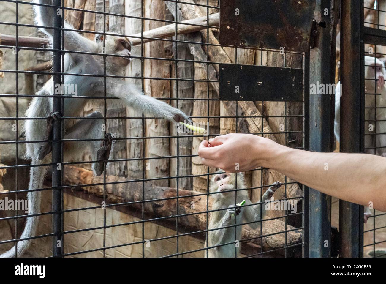 A close-up of a human hand giving food to monkeys behind their cage ...