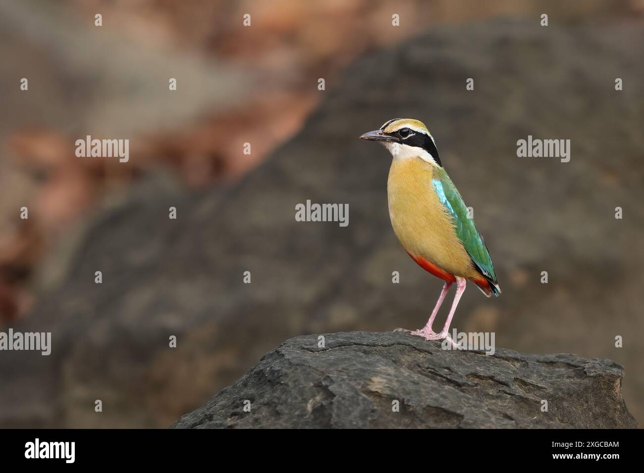 Indian Pitta, Pitta brachyura, Navrang, Rawatbhata, Rajasthan India ...