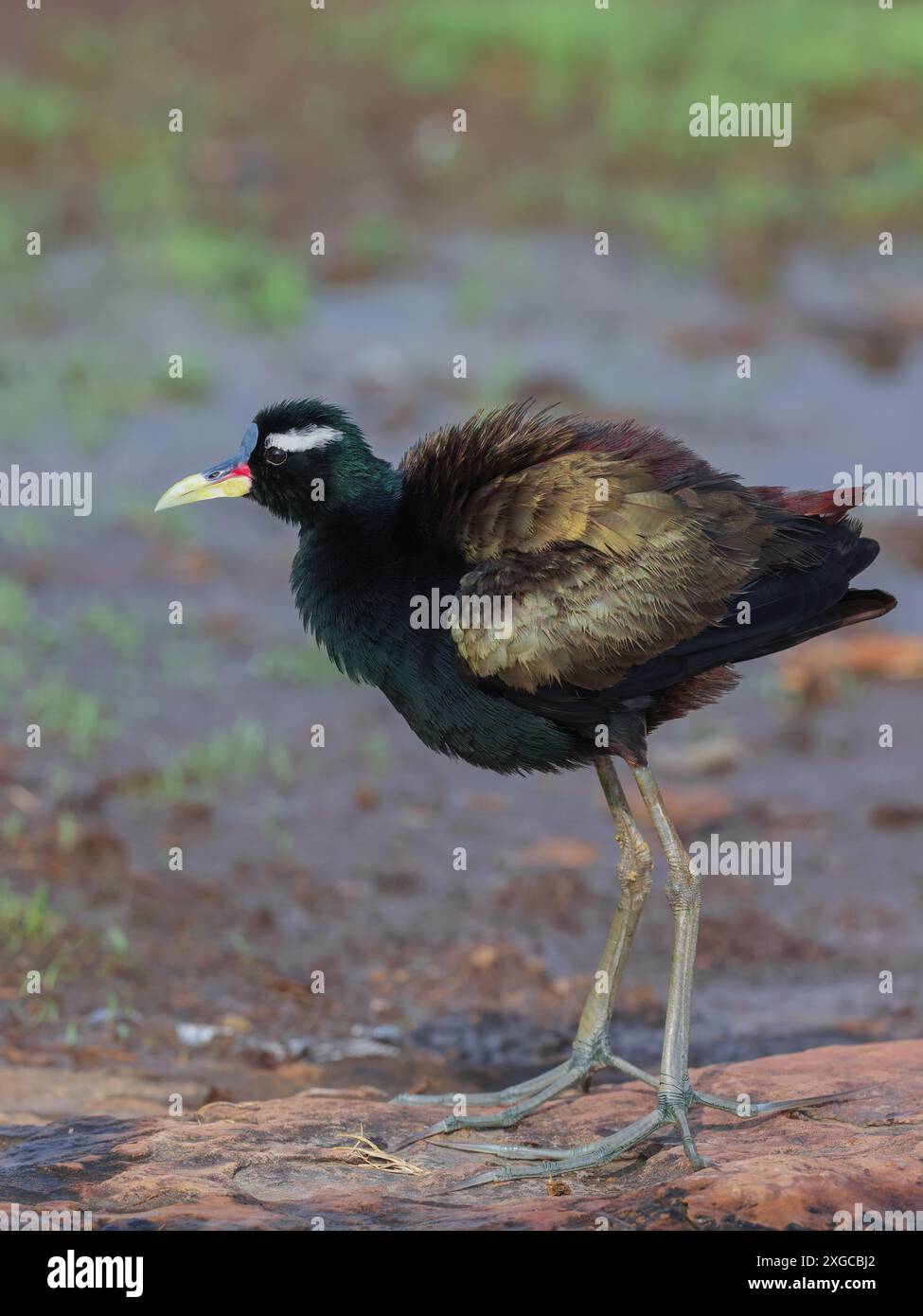 Medium sized water birds hi-res stock photography and images - Alamy