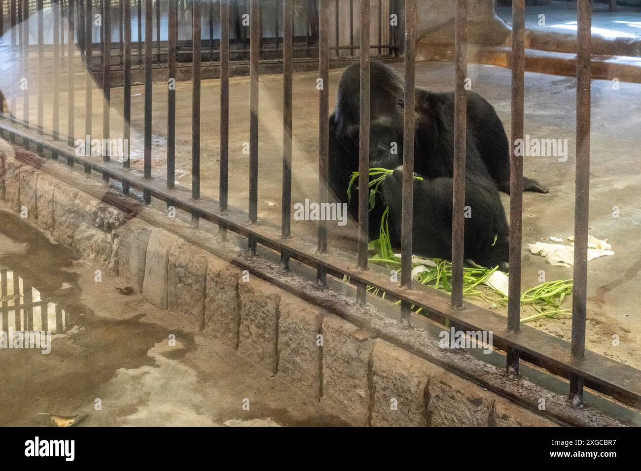 Bua Noi, known as the "world's loneliest gorilla", who has been living ...