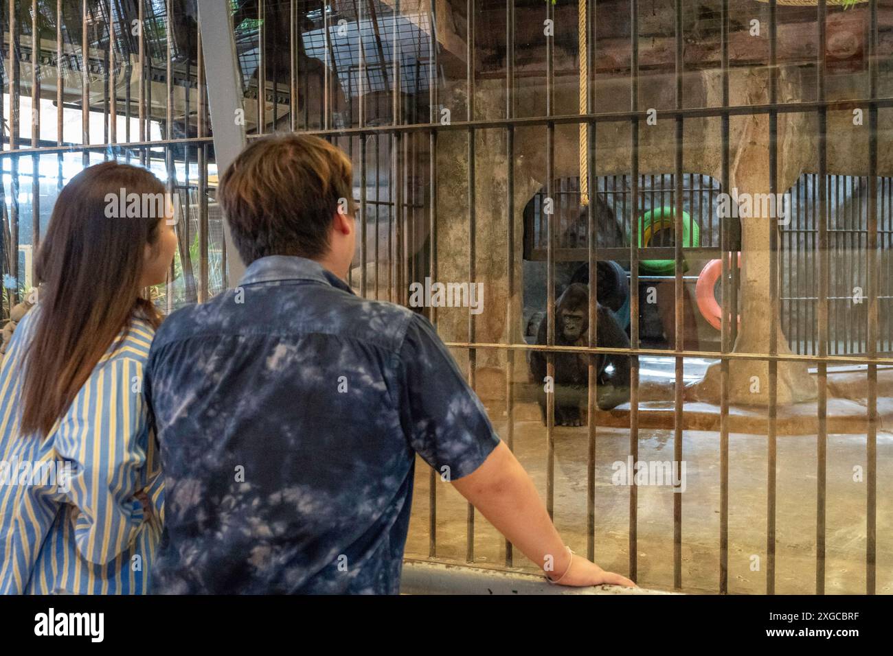 Visitors are watching Bua Noi through the bars of her cage, who has ...