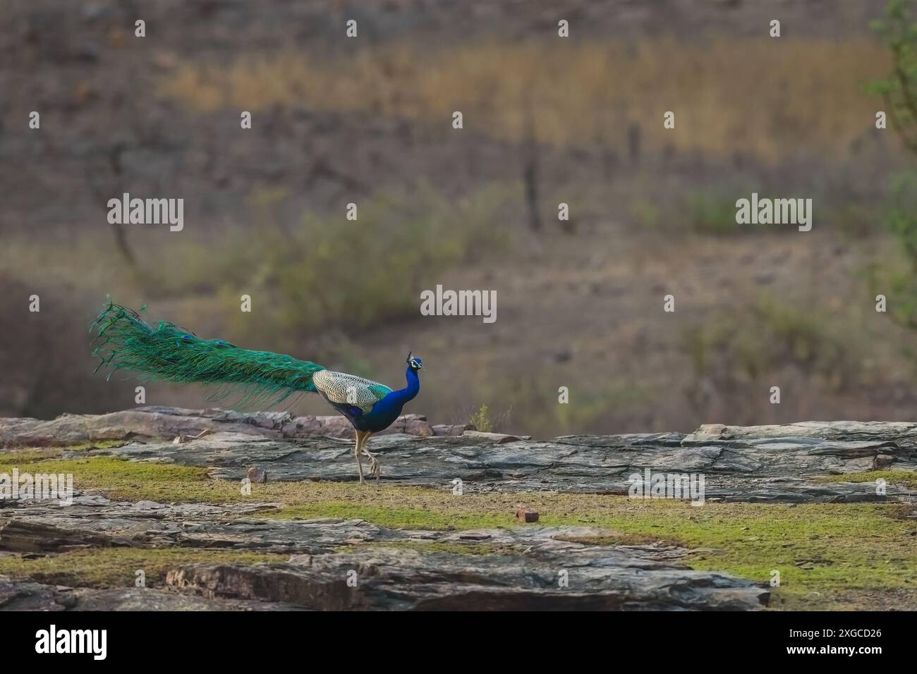 Indian Peafowl, also known as the Common Peafowl or Blue Peafowl, is a ...