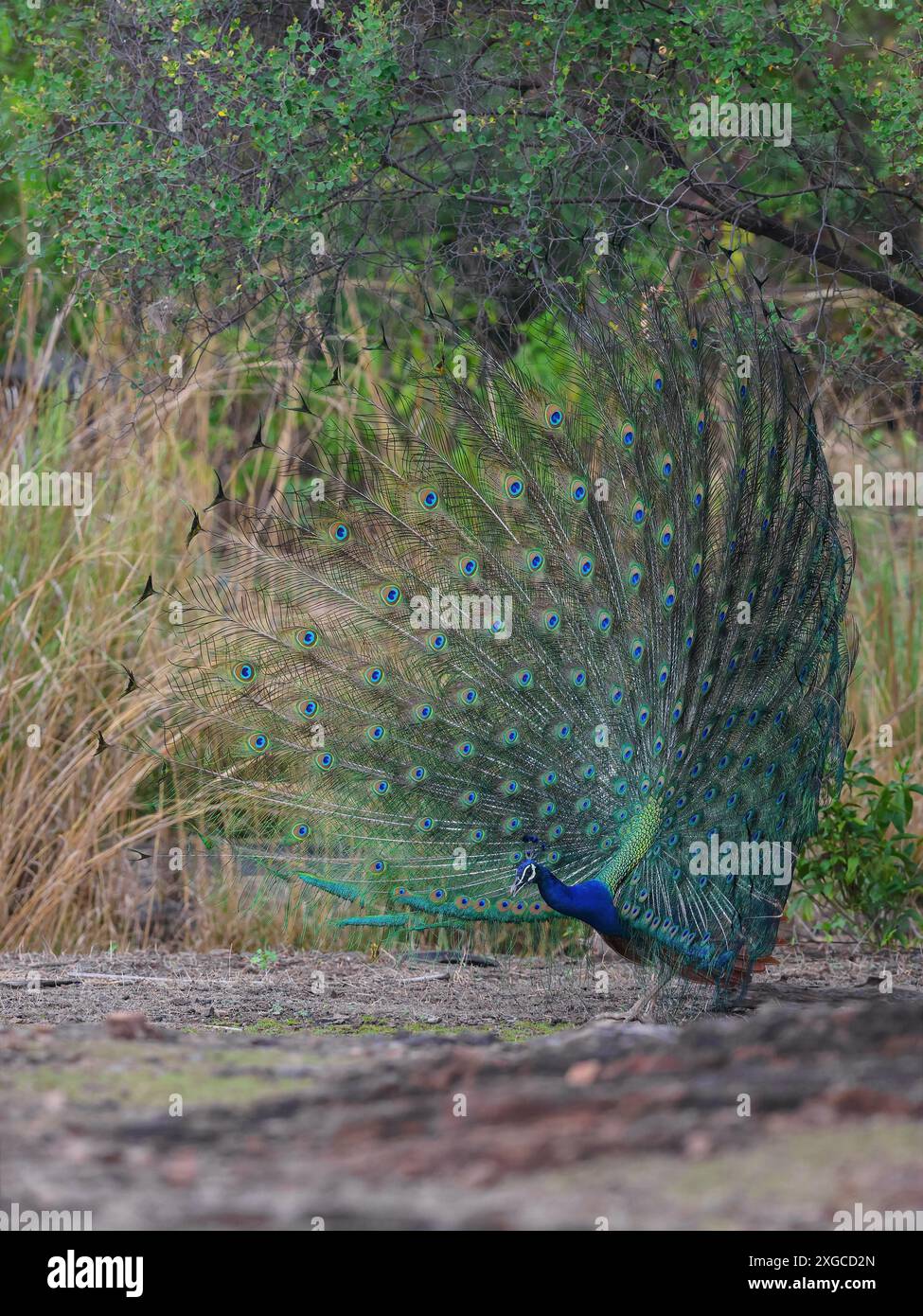 Indian Peafowl, also known as the Common Peafowl or Blue Peafowl, is a ...