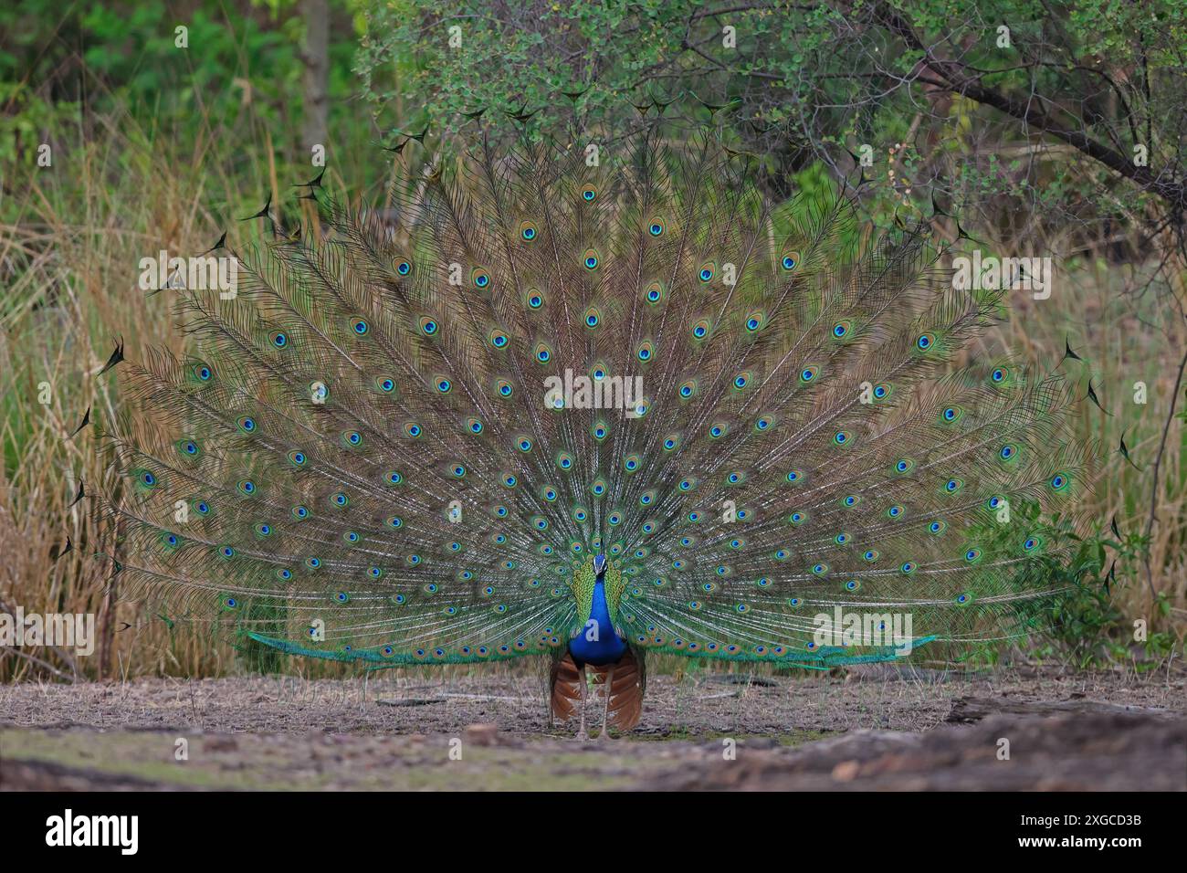 Indian Peafowl, also known as the Common Peafowl or Blue Peafowl, is a ...