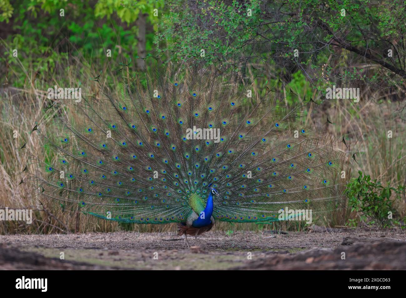 Indian Peafowl, also known as the Common Peafowl or Blue Peafowl, is a ...