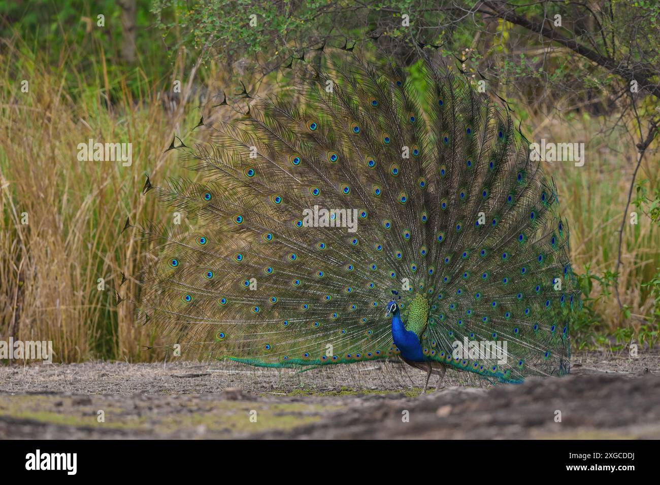 Indian Peafowl, also known as the Common Peafowl or Blue Peafowl, is a ...