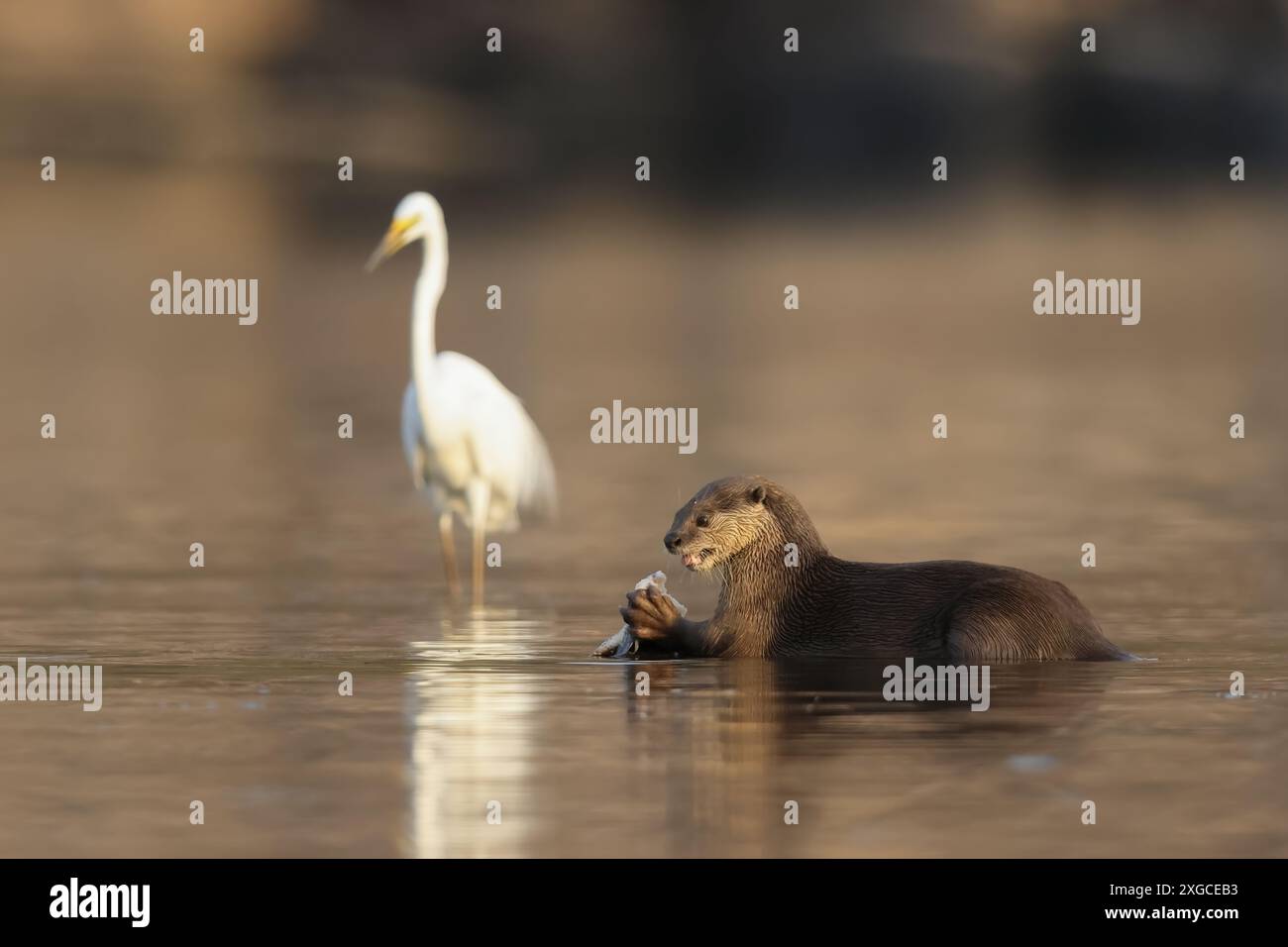 Smooth-coated Otters - is a freshwater species from regions of South ...
