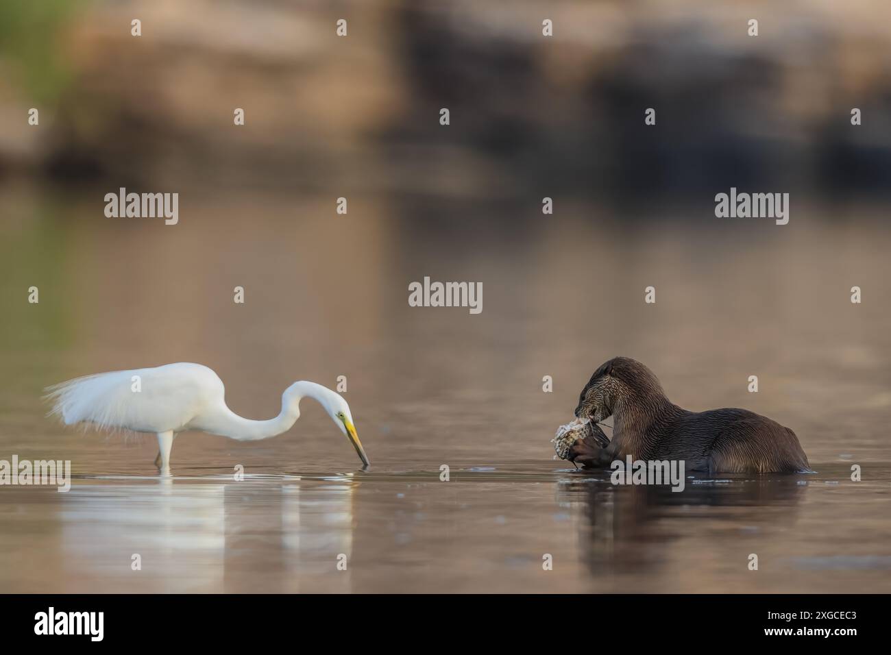 Smooth-coated Otters - is a freshwater species from regions of South ...