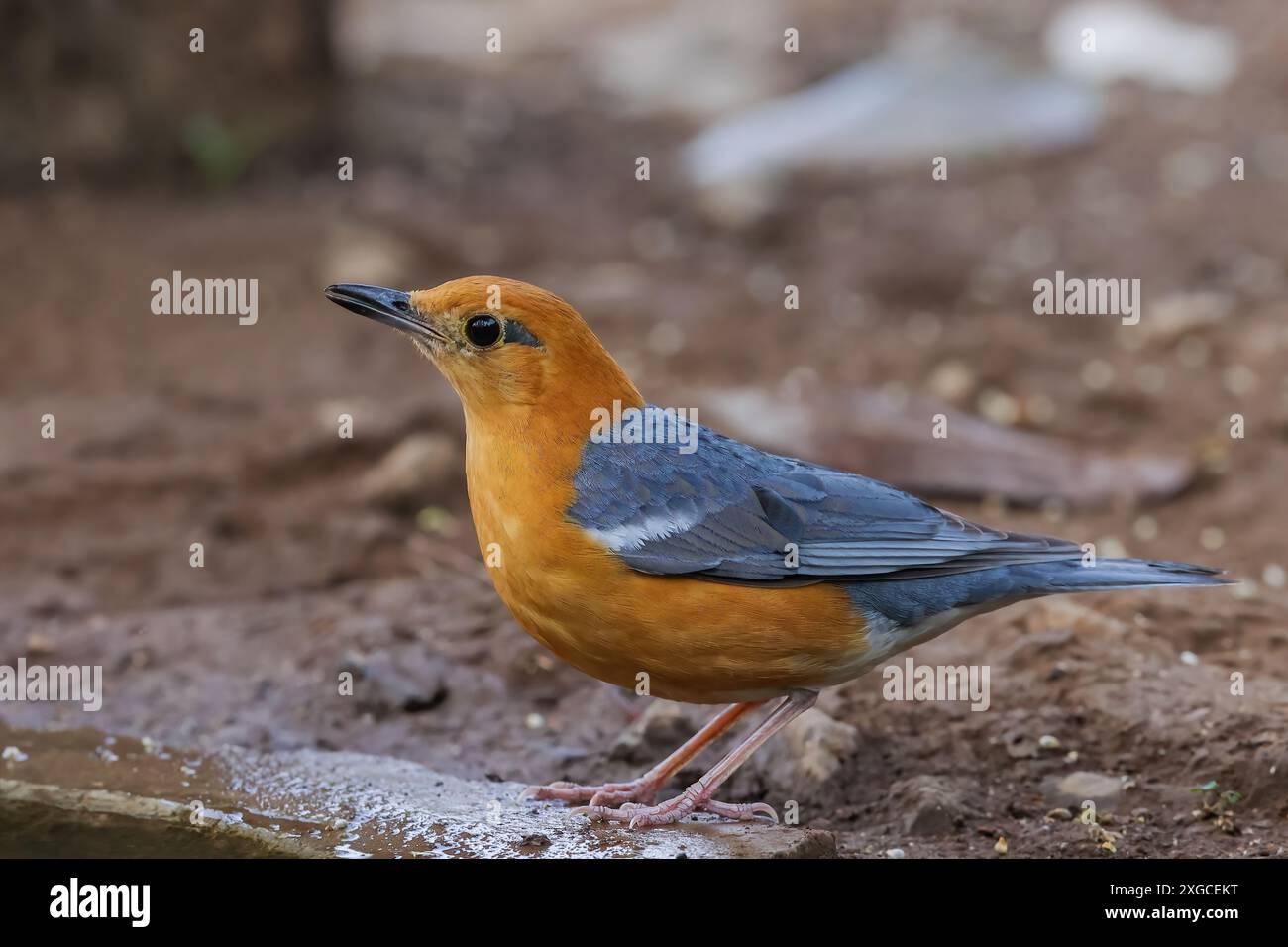 Orange-headed Thrush is a bird in the thrush family. It is common in ...