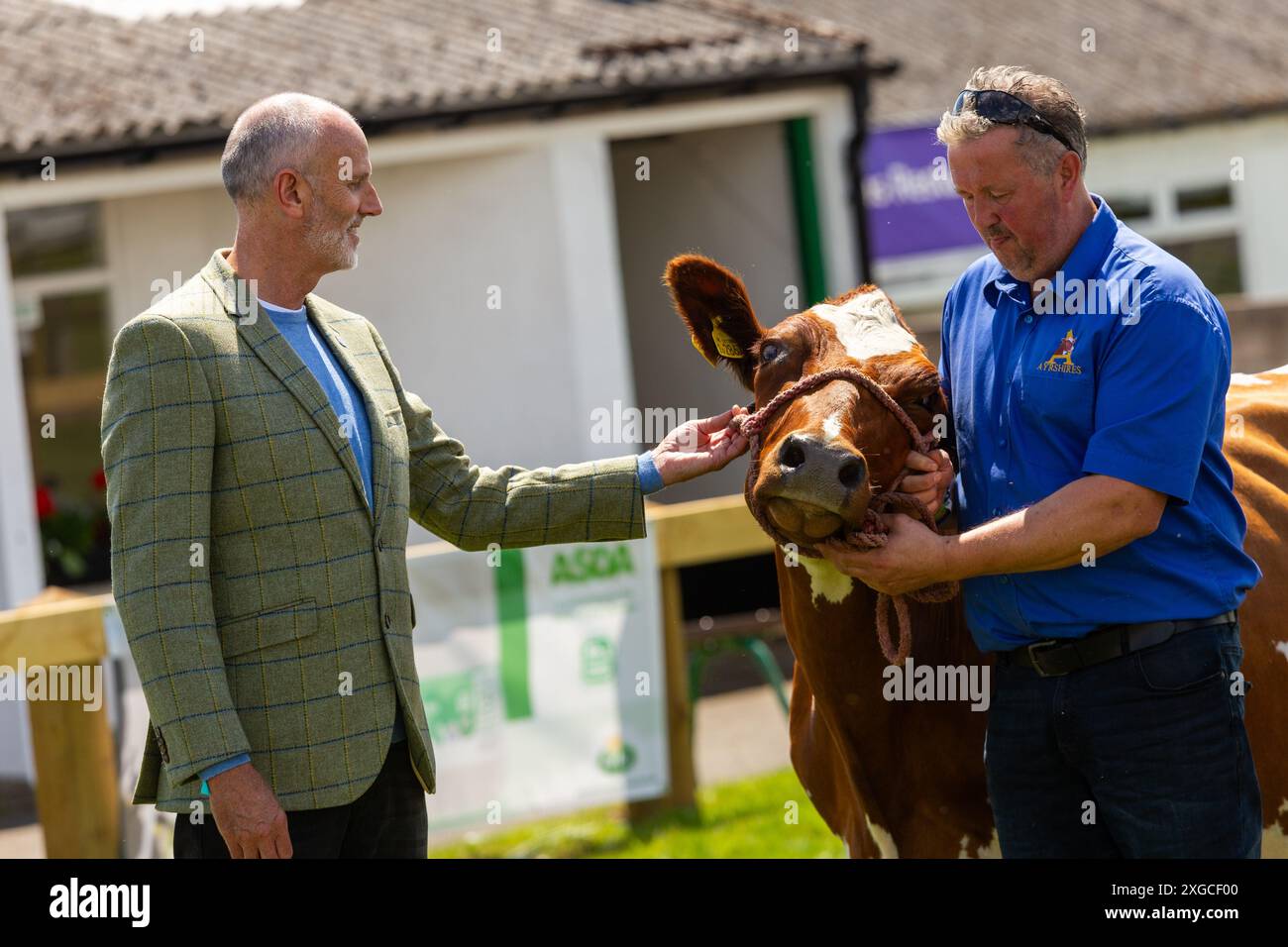 Harrogate, UK.8th July 2024. Ayrshire cattle with Models; Keith French ...