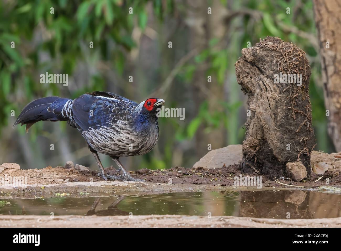 The Kalij Pheasant or simply Kalij, is a pheasant found in forests and ...