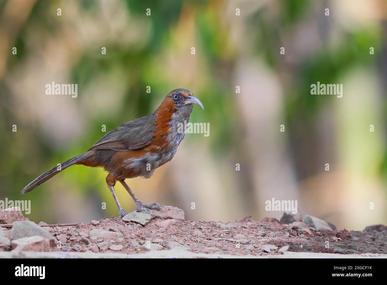 Rusty-cheeked Scimitar Babbler - Found in Himalaya region of India ...