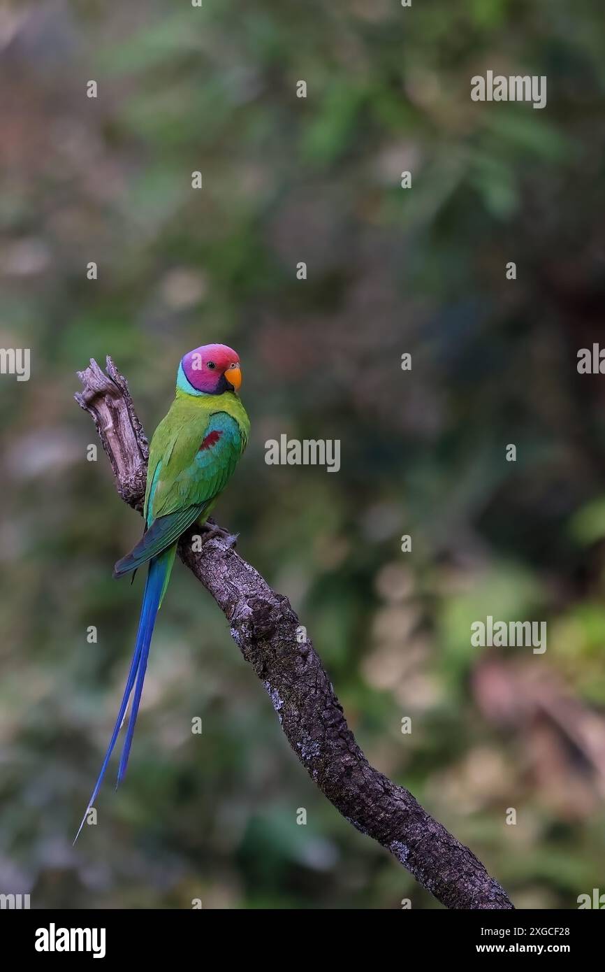 Plum-headed Parakeet - A Beautiful bird from parakeet family from India ...