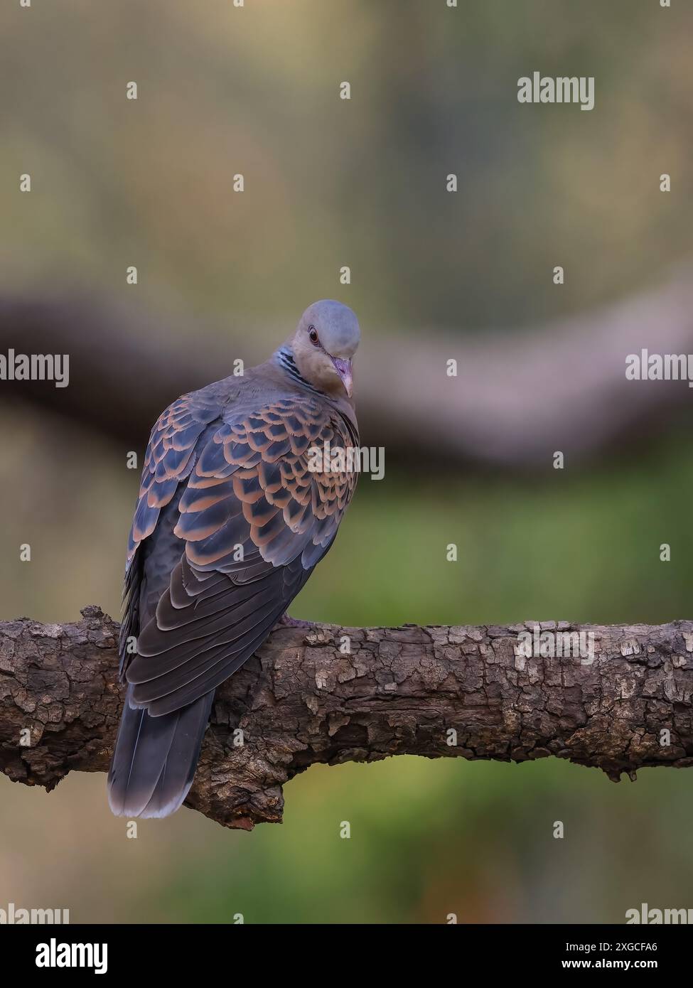Oriental turtle dove portrait hi-res stock photography and images - Alamy