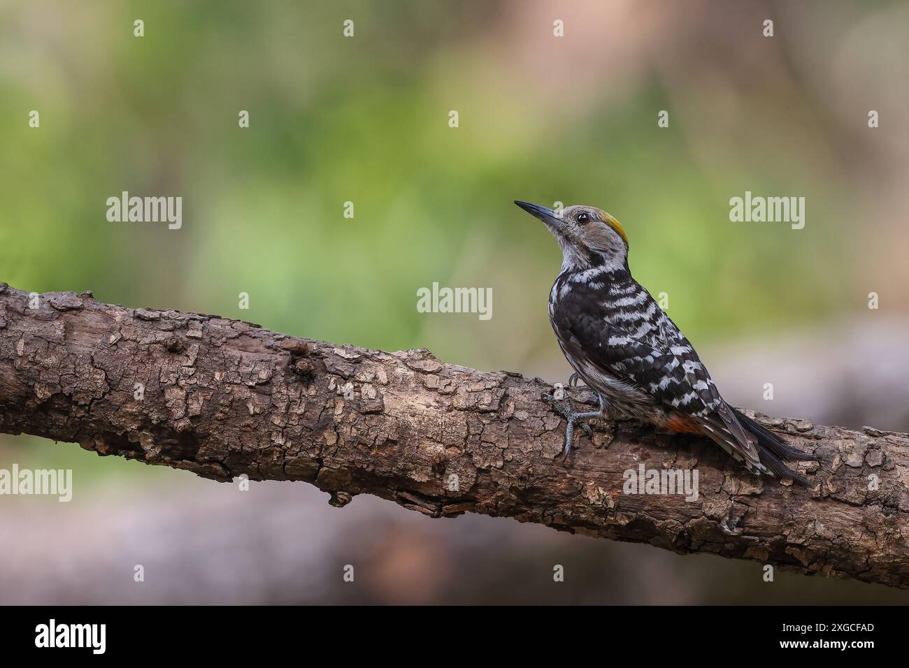 The Brown-fronted Woodpecker is a species of bird in the family Picidae ...