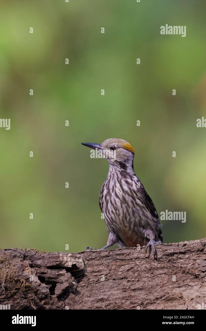 The Brown-fronted Woodpecker is a species of bird in the family Picidae ...