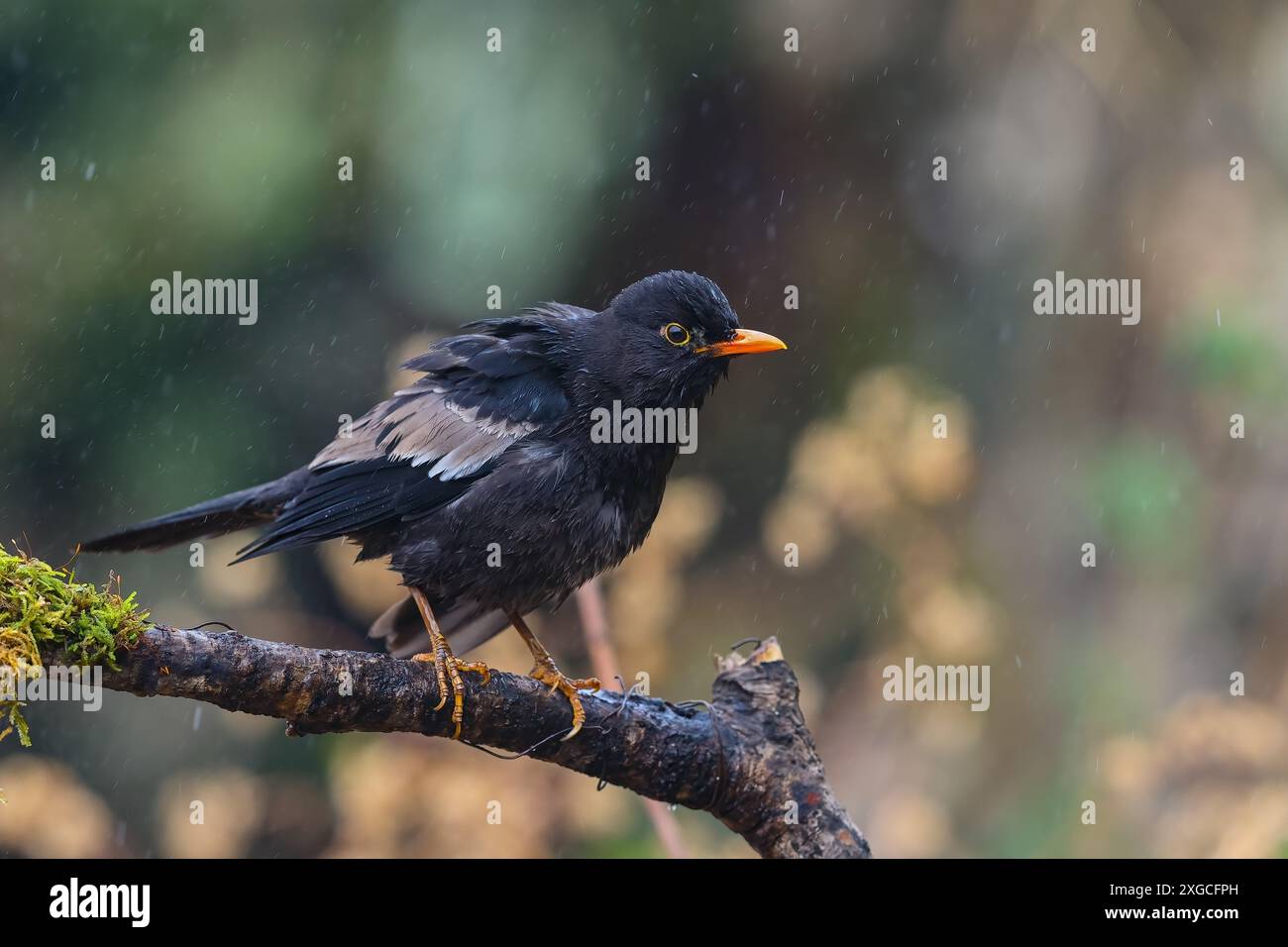 Indian grey thrush hi-res stock photography and images - Alamy