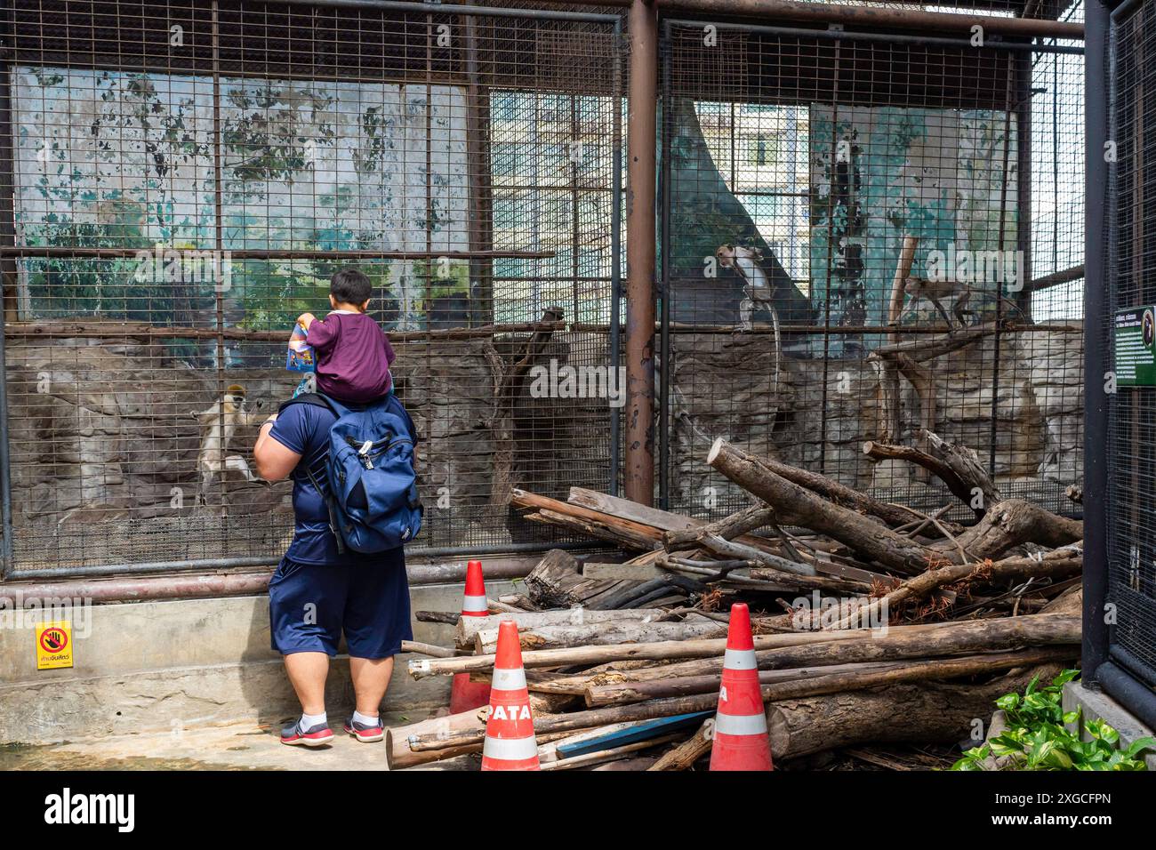 A visitor with his son on his shoulders is seen watching the monkeys in ...