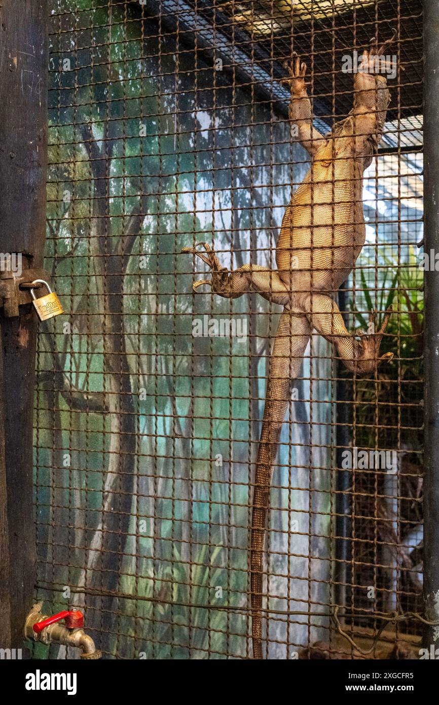 A reptile is seen on its grid cage door with a padlock on, at Pata Zoo ...