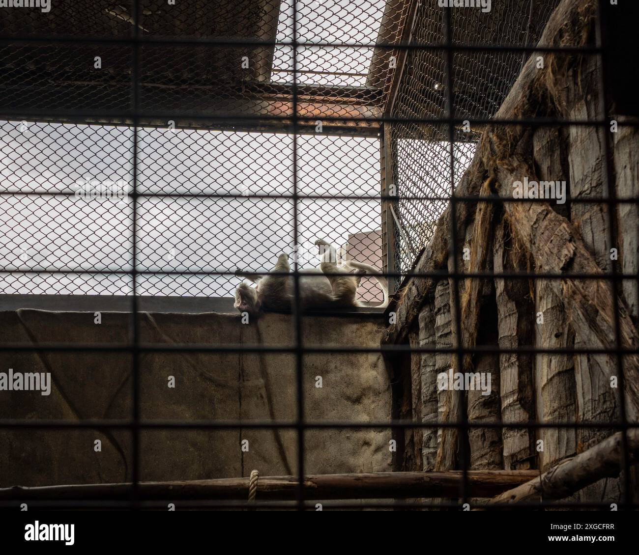 A monkey is seen lying on its back trying to catch the light above him ...