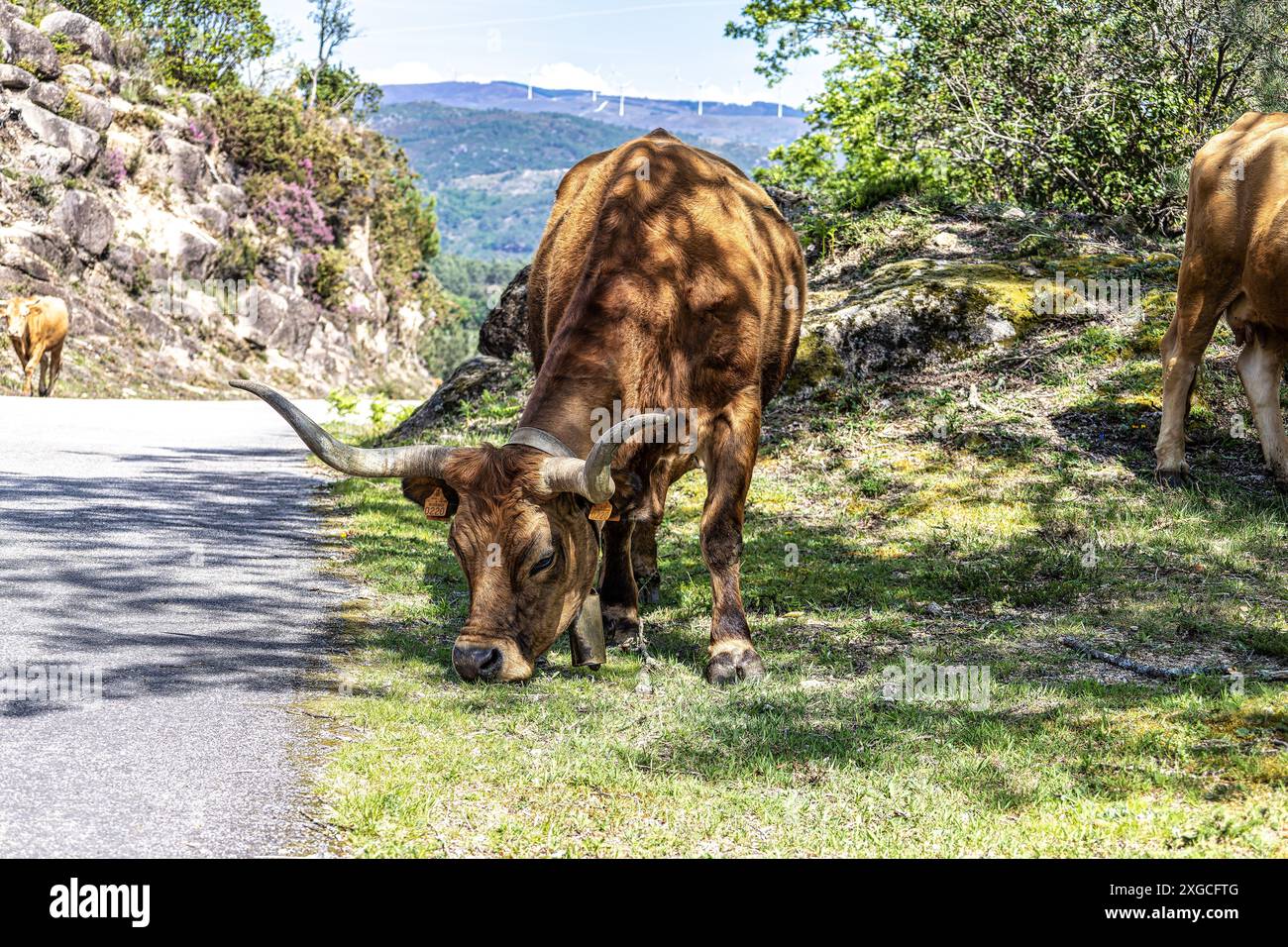 The Cachena cow in Nationalpark Peneda-Geres in North Portugal. It is a ...