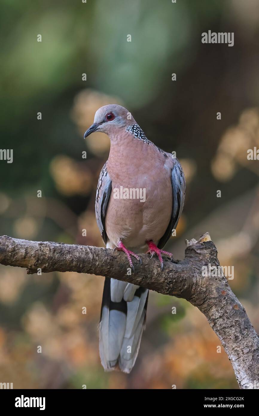 he spotted dove or eastern spotted dove is a small and common resident ...