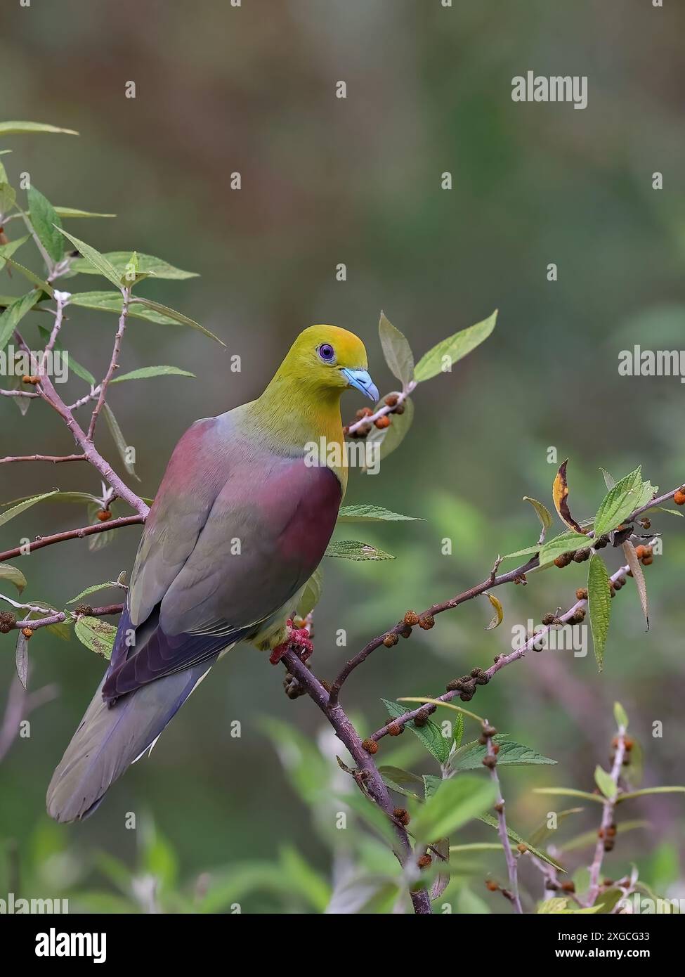 Indian yellow bird hi-res stock photography and images - Alamy