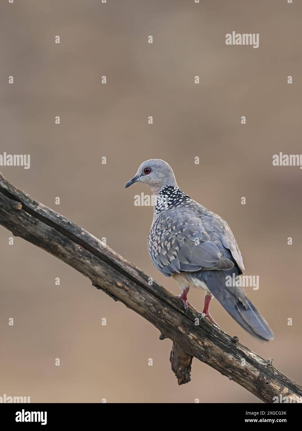 Spotted Dove or eastern spotted dove is a small and common resident ...