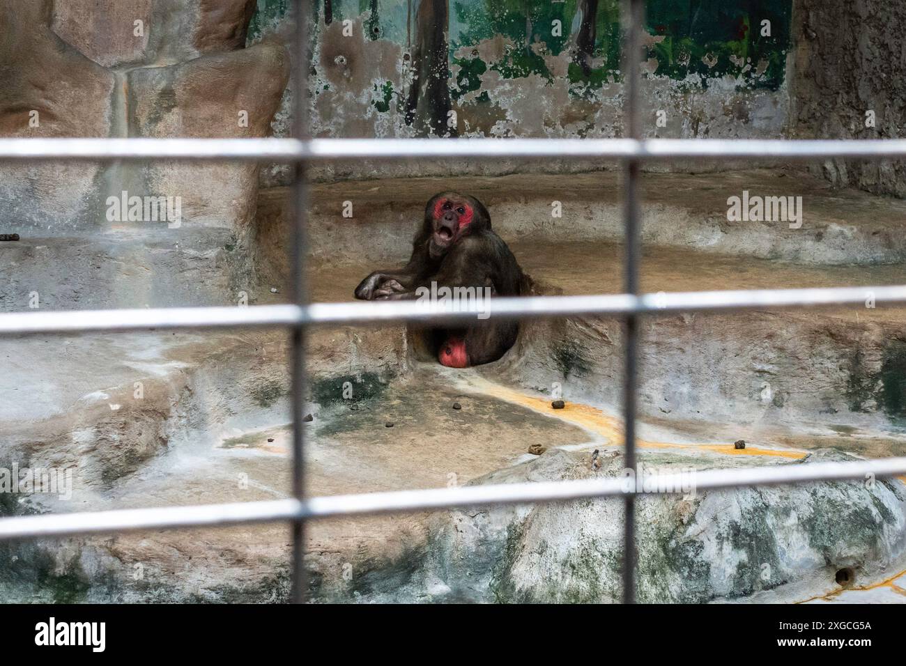 A macaque is seen screaming at the bottom of its unsanitary cage, at ...