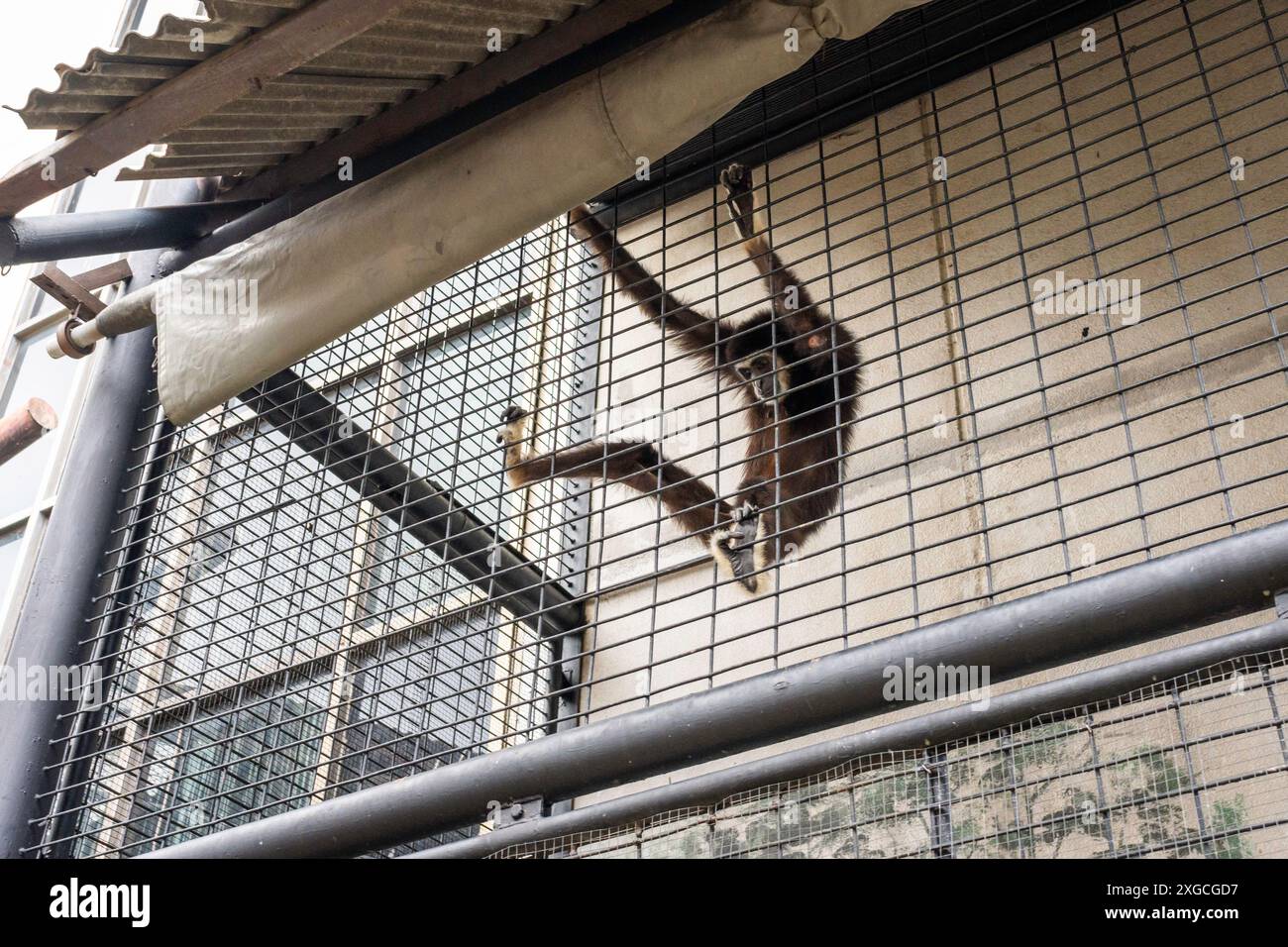 An ape is seen hanging on the bars of its cage, at Pata Zoo, in Pata ...