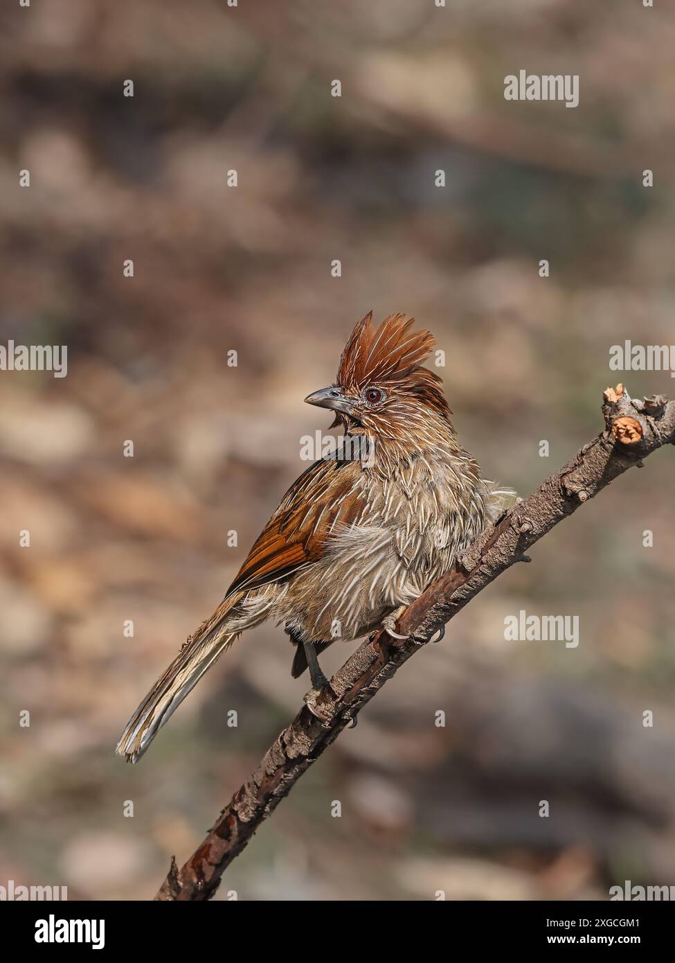 Temperate regions birds hi-res stock photography and images - Alamy