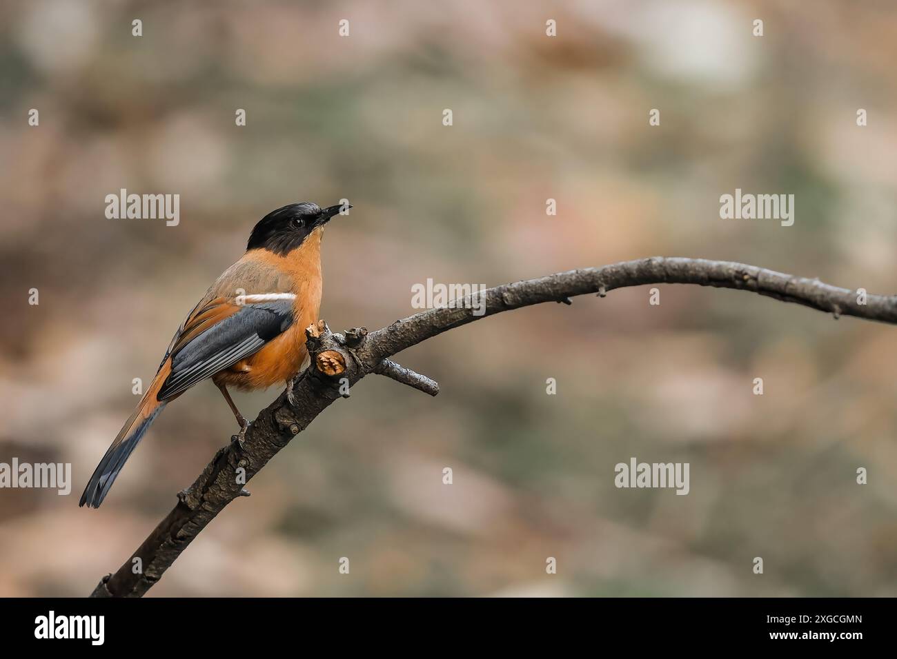 Indian insects hi-res stock photography and images - Alamy