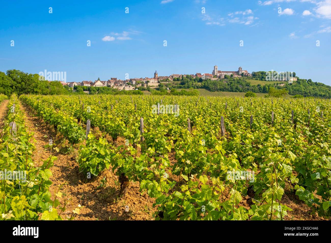 France, Yonne, Morvan regional natural park, Vezelay and the vineyards ...