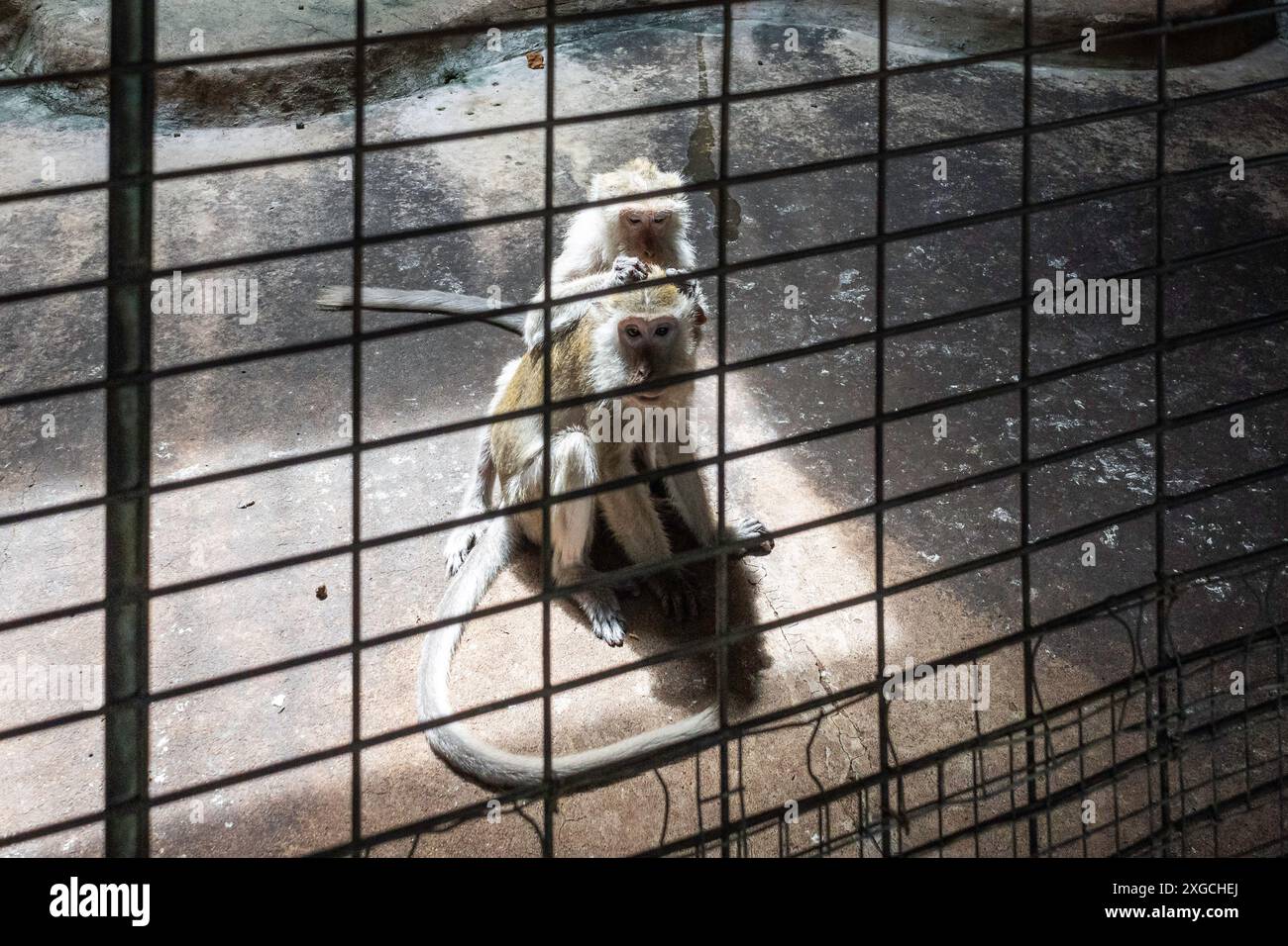 A couple of monkeys are seen in their dark and insanitary cage, at Pata ...
